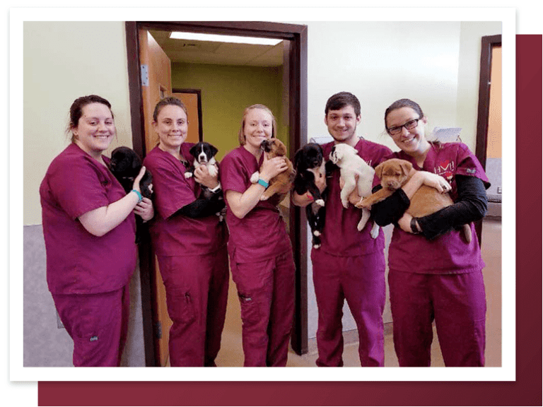 Veterinarians in Horsham | Horsham Animal Hospital